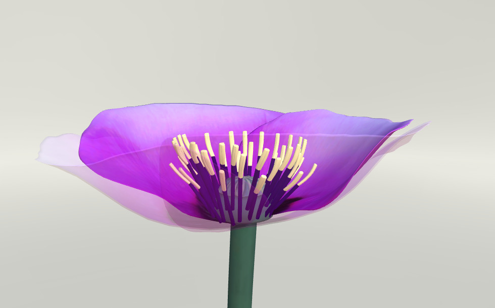 Breadseed poppy - 3D scene - Mozaik Digital Education and Learning