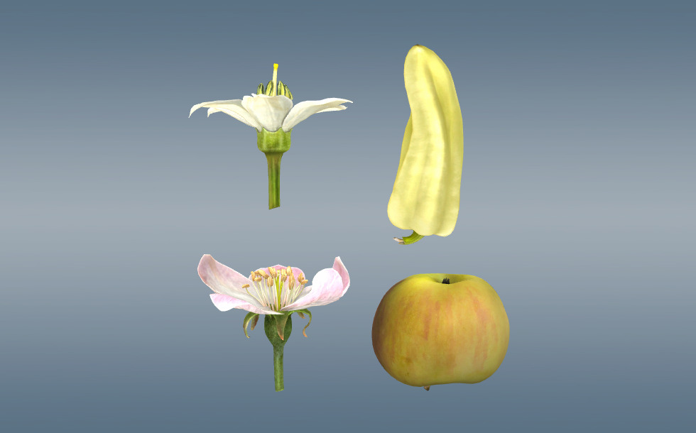 Comparison of real fruits and pseudofruits - 3D scene - Mozaik Digital ...