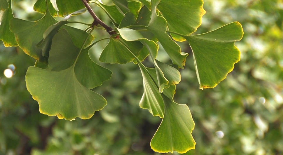 Ginko Biloba - video - Mozaik Digital Education and Learning