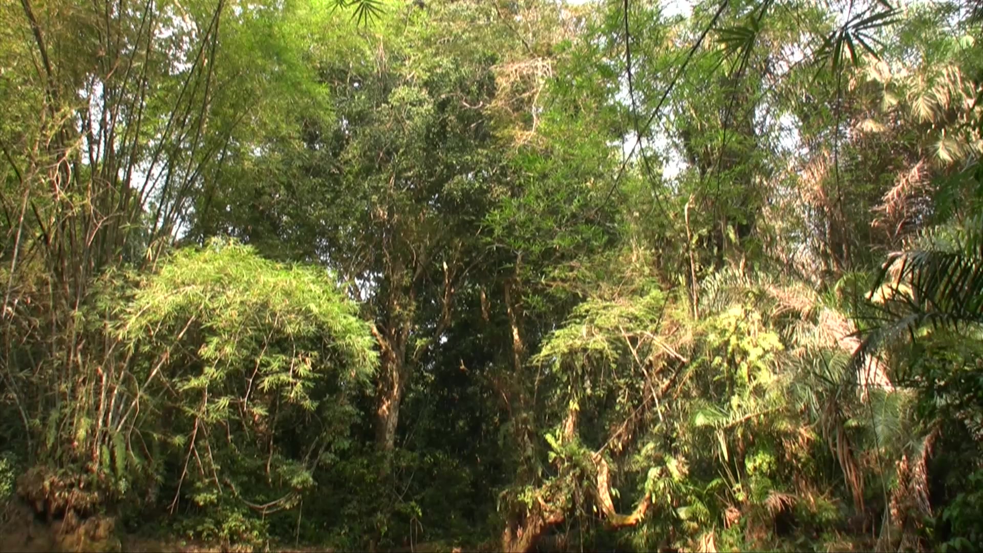 Equatorial Climate Vegetation Tropical Climate Wikipedia