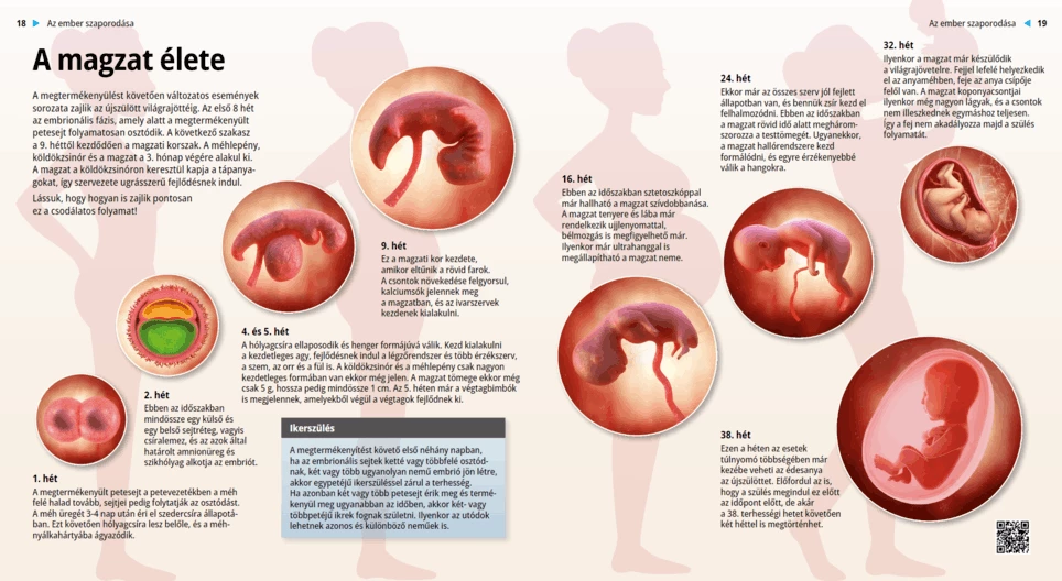 Prenatal Life - Digital lessons - Mozaik Digital Education and Learning