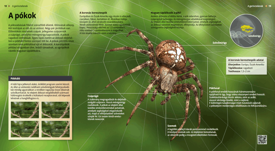 Scorpions: Small but Deadly - Digital lessons - Mozaik Digital Education and Learning