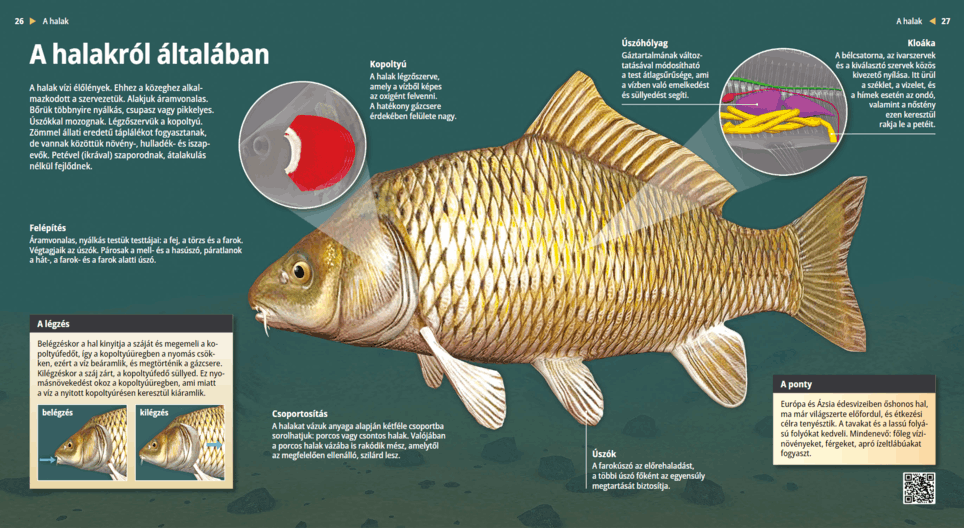 Fish: An Aquatic Assortment - Digital lesson - Mozaik Digital Education ...