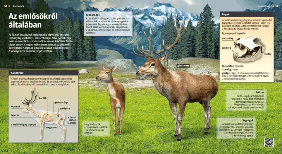 Mammals: Evolutionary Pioneers - Digital lesson - Mozaik Digital ...