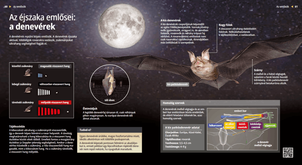 Bats: Living Radars - Digital lessons - Mozaik Digital Education and ...