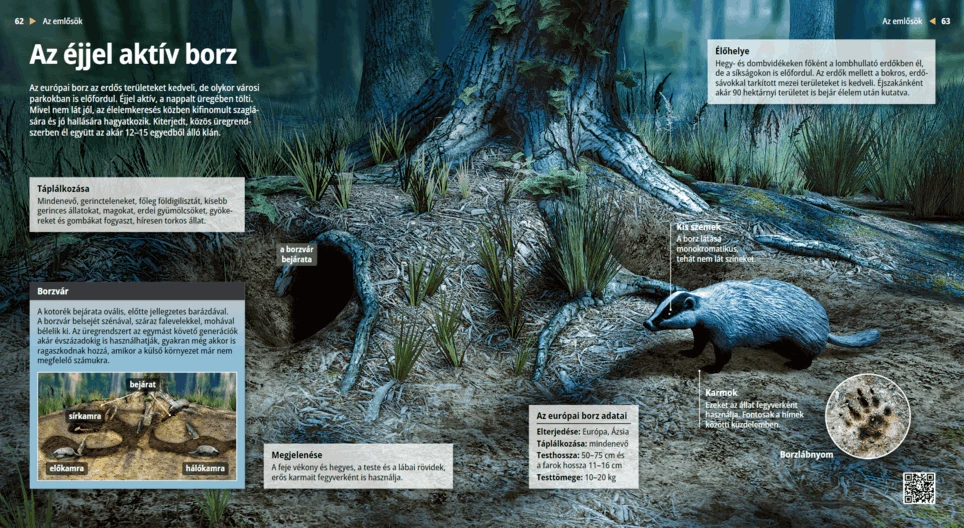 Badgers: Bedtime Burrowers - Digital lessons - Mozaik Digital Education ...