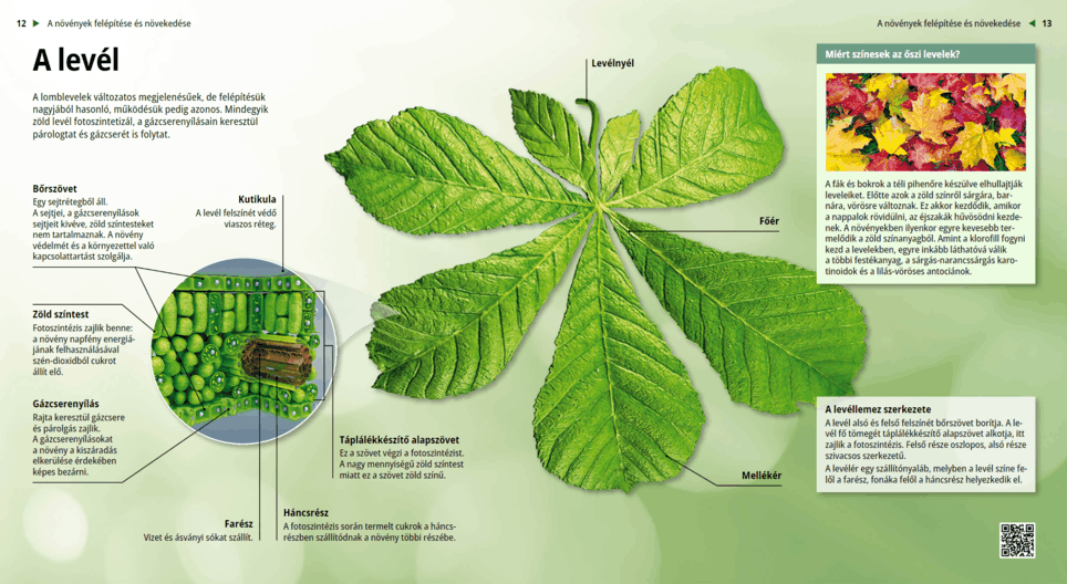 Leaves - Digital lesson - Mozaik Digital Education and Learning