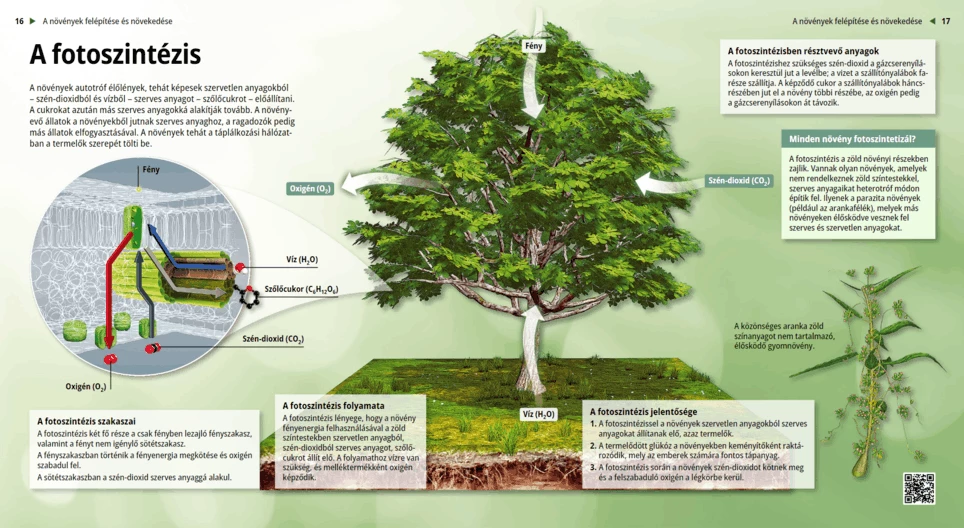 Photosynthesis - Digital lessons - Mozaik Digital Education and Learning