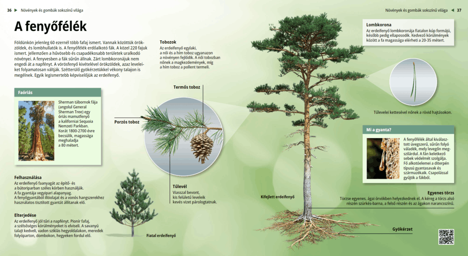 The Pine Family - Digital lessons - Mozaik Digital Education and Learning