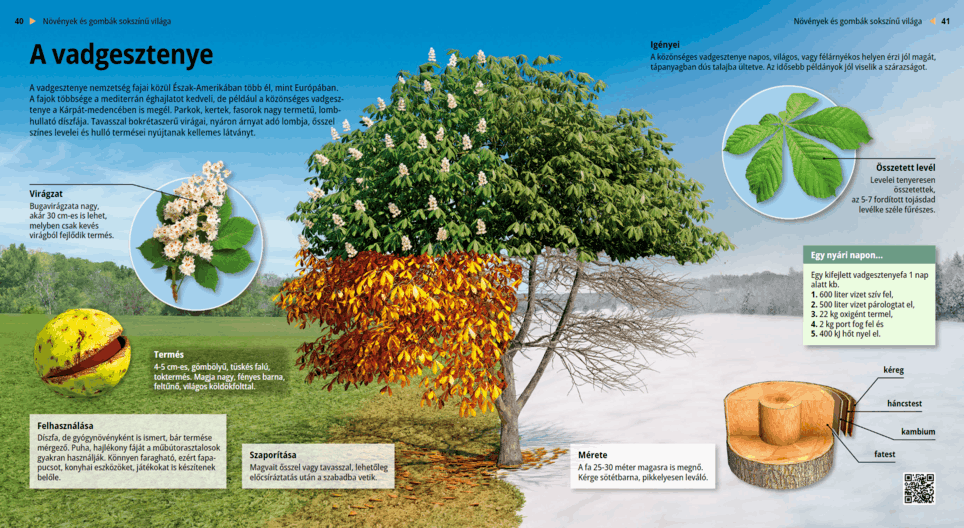 Common horse chestnut - Digital lessons - Mozaik Digital Education and ...