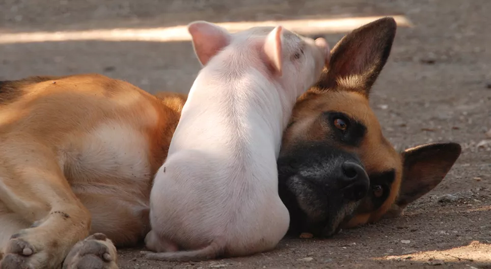 Are pigs smarter than dogs? - Digital lessons - Mozaik Digital ...