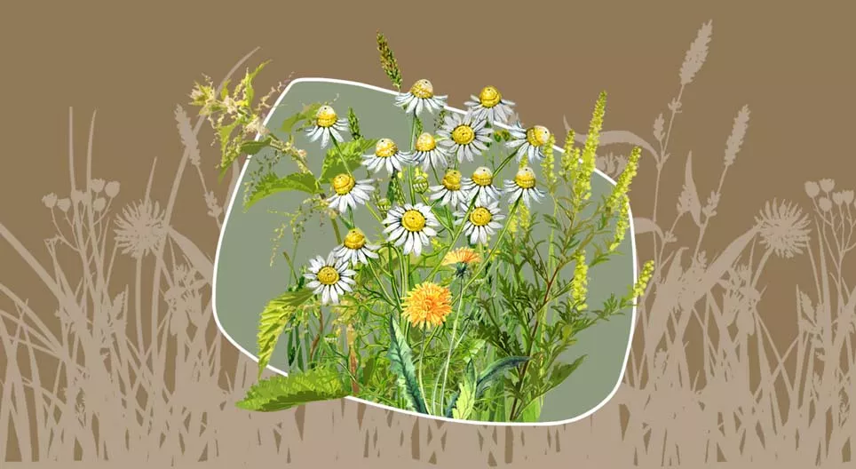 Weed or herb? - Digital lesson - Mozaik Digital Education and Learning