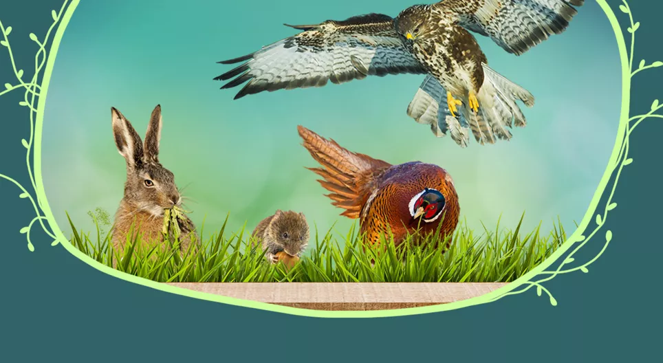 Meadow animals - Digital lessons - Mozaik Digital Education and Learning