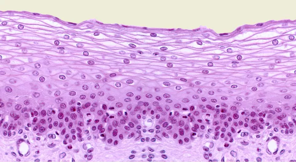 Epithelial tissues - Digital lesson - Mozaik Digital Education and Learning