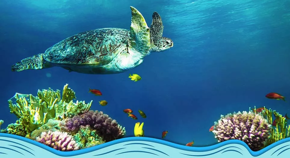 Introduction to the world of oceans - Digital lesson - Mozaik Digital ...