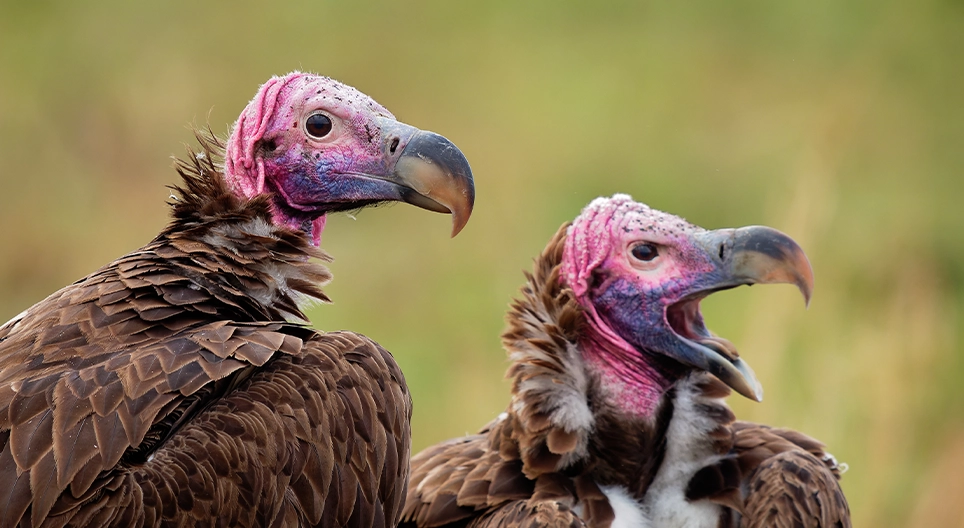 Vultures - Digital lesson - Mozaik Digital Education and Learning