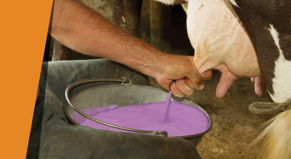 Purple milk - Digital lessons - Mozaik Digital Education and Learning