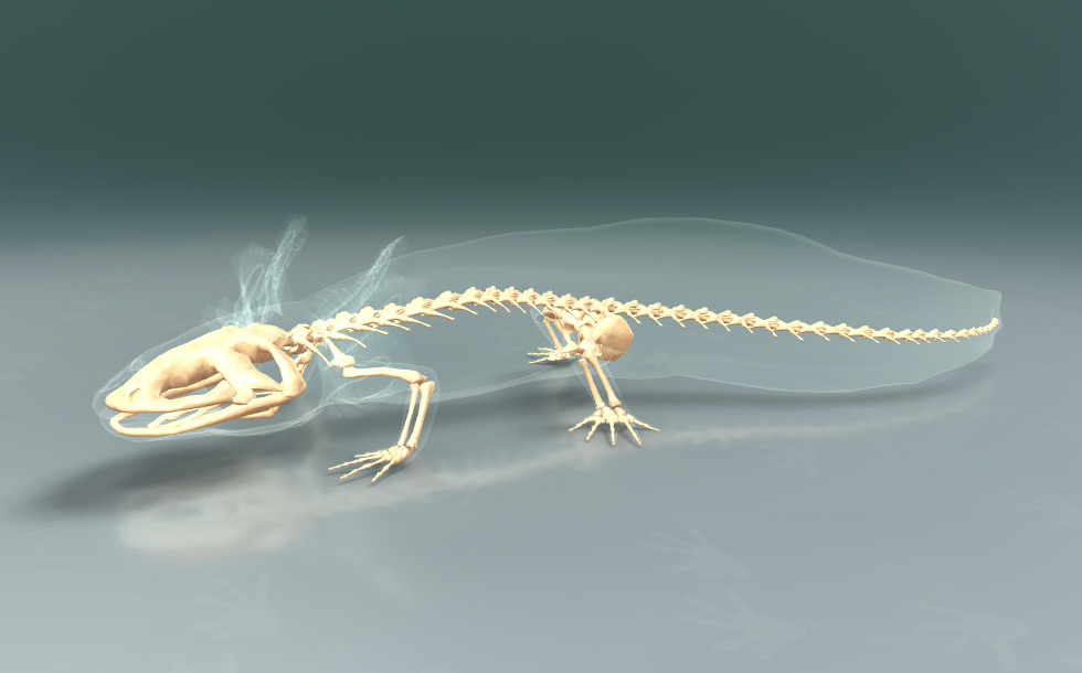 Axolotl - 3D scene - Mozaik Digital Education and Learning