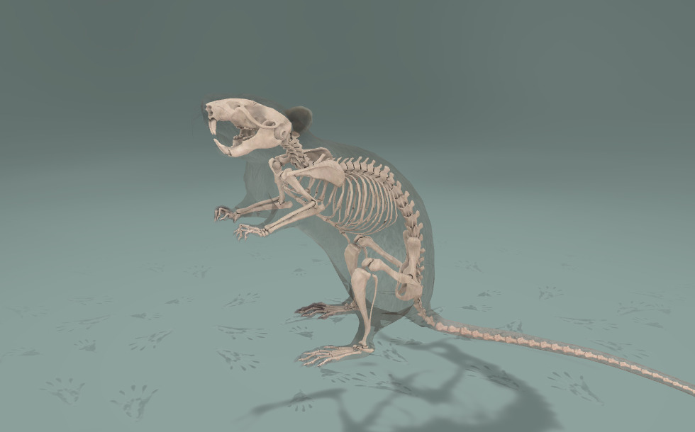 Vándorpatkány - 3D scene - Mozaik Digital Education and Learning