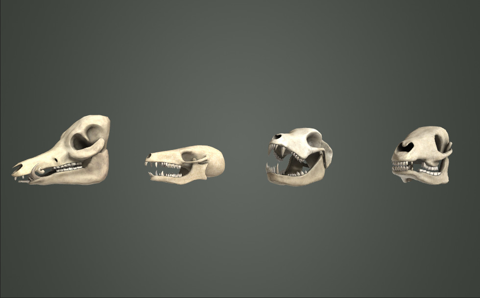 Types of dentition in mammals - 3D scene - Mozaik Digital Education and ...