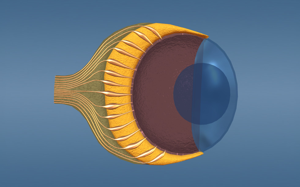 Diversity of light-detecting organs - 3D scene - Mozaik Digital ...