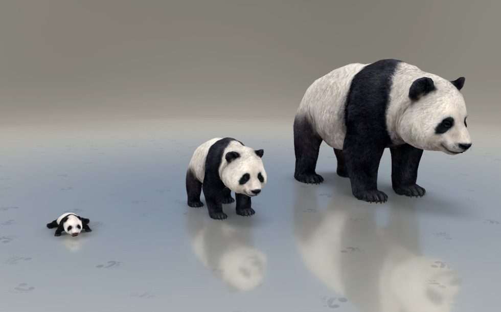 Giant panda - 3D scene - Mozaik Digital Education and Learning