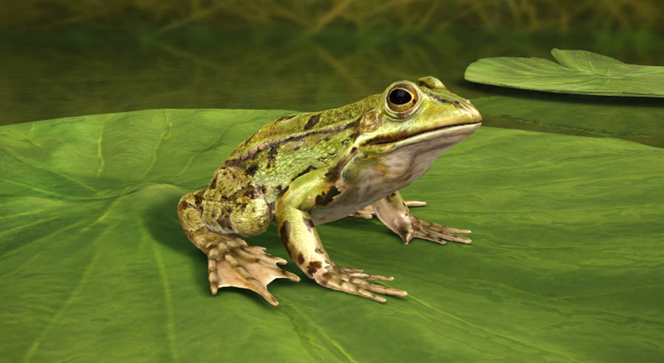 Edible frog - 3D scene - Mozaik Digital Education and Learning