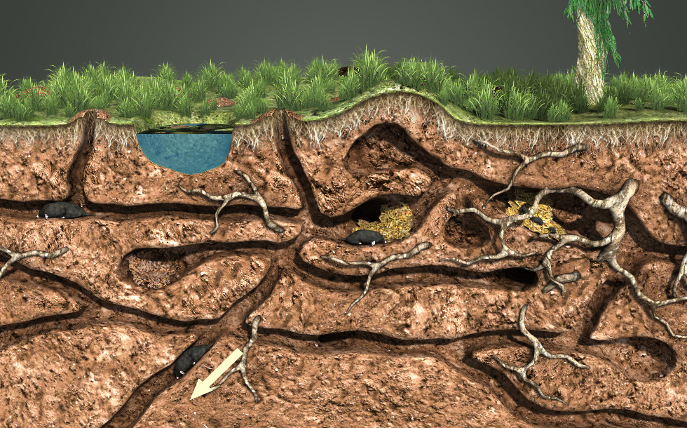 European mole - 3D scene - Mozaik Digital Education and Learning