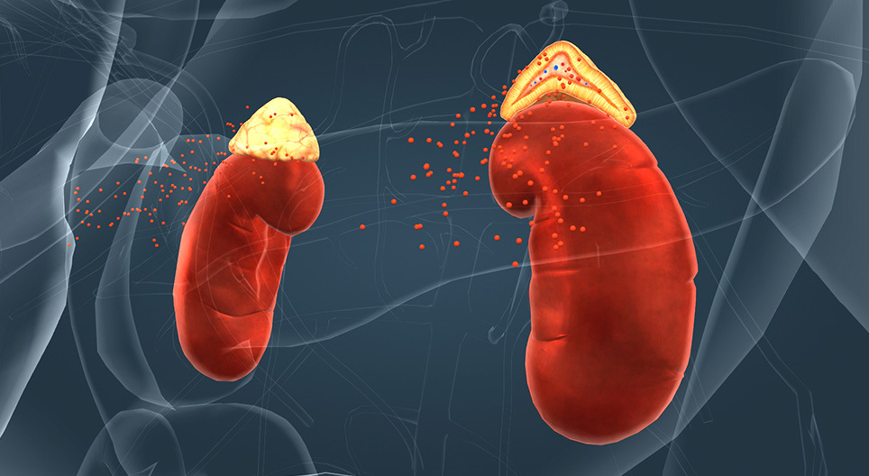 The adrenal glands - 3D scene - Mozaik Digital Education and Learning