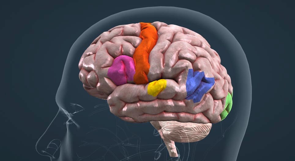 Cortical organization of speech - 3D scene - Mozaik Digital Education ...