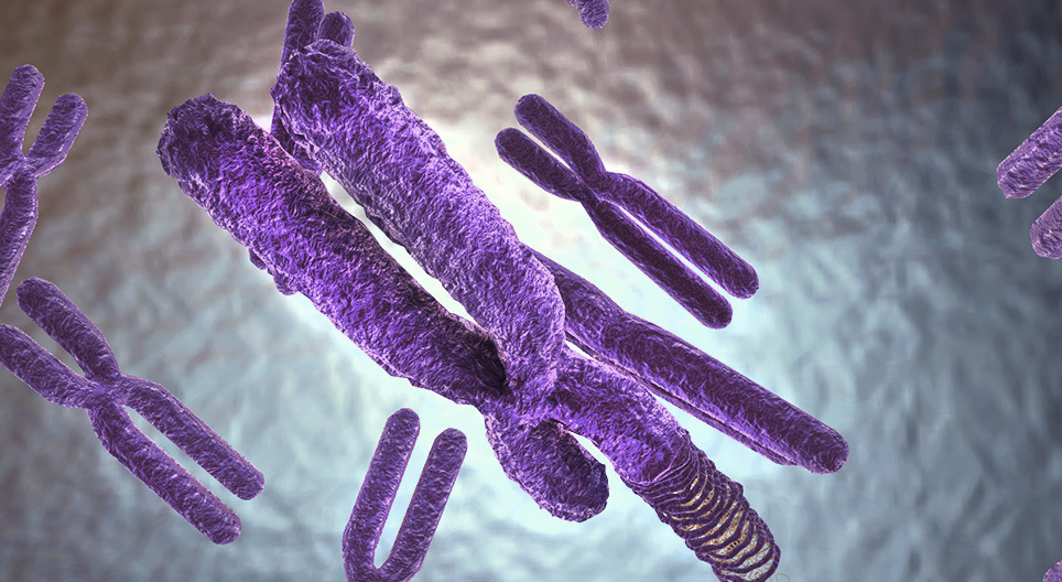 Organization of genetic material - 3D scene - Mozaik Digital Education and Learning