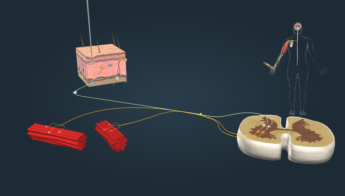 The withdrawal reflex - 3D scene - Mozaik Digital Education and Learning