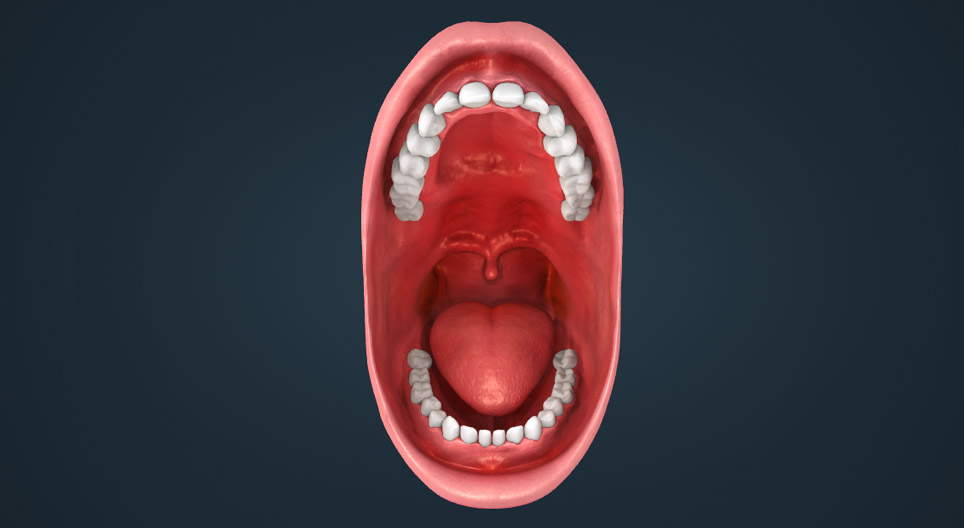 Human teeth - 3D scene - Mozaik Digital Learning