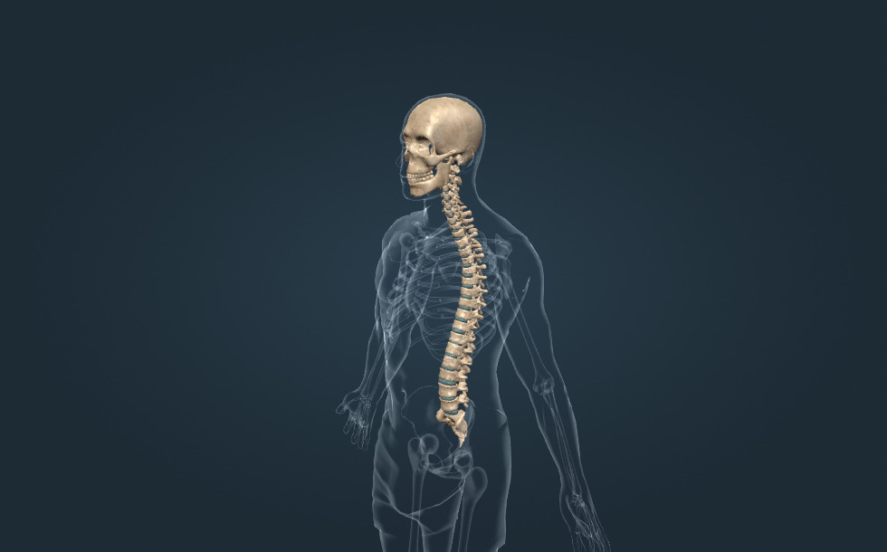 Medical conditions of the spine - 3D scene - Mozaik Digital Education ...