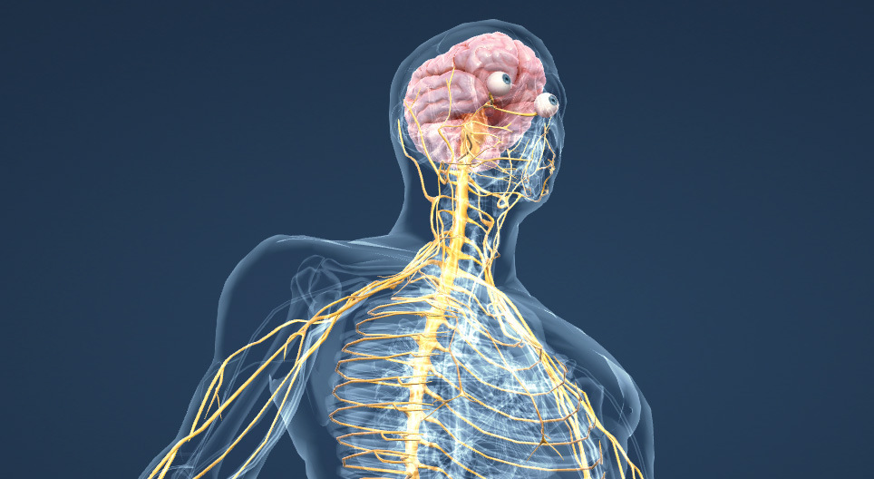 Nervous system - 3D scene - Mozaik Digital Learning