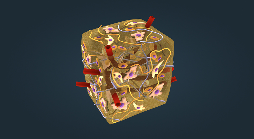 Connective tissues - 3D scene - Mozaik Digital Education and Learning