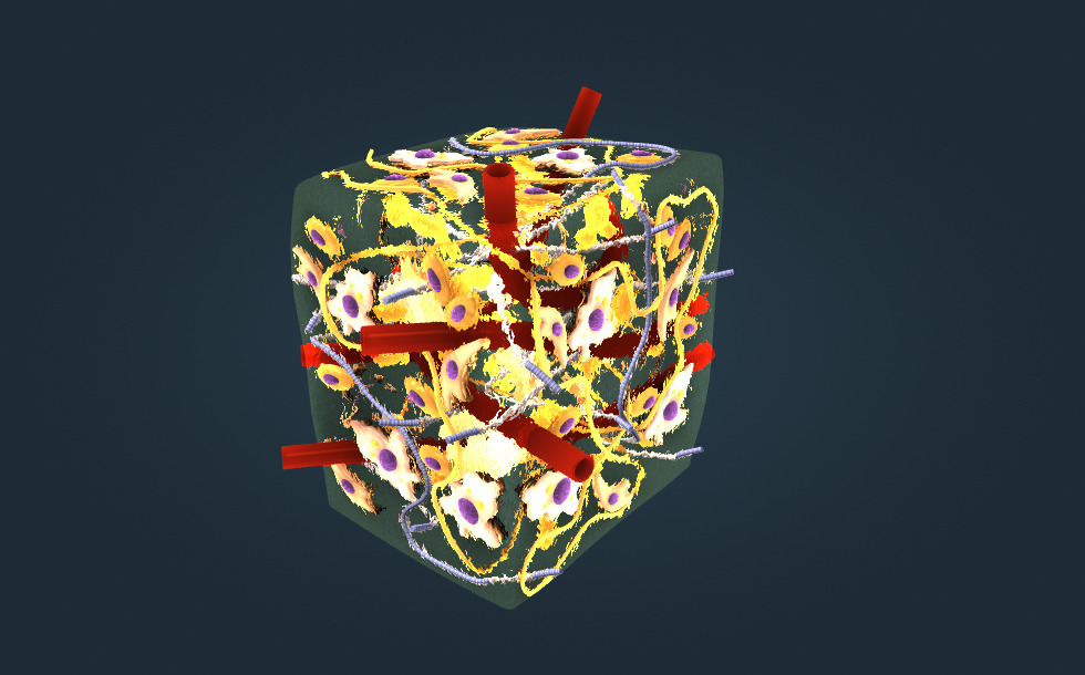 Connective tissues - 3D scene - Mozaik Digital Education and Learning
