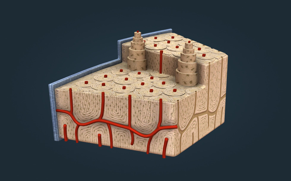 Connective tissues - 3D scene - Mozaik Digital Education and Learning