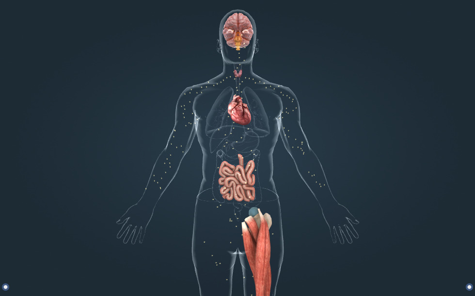 Thyroid gland - 3D scene - Mozaik Digital Education and Learning