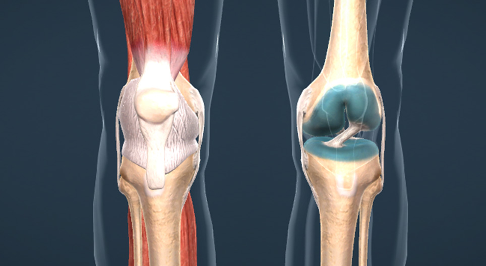 Knee joint - 3D scene - Mozaik Digital Education and Learning