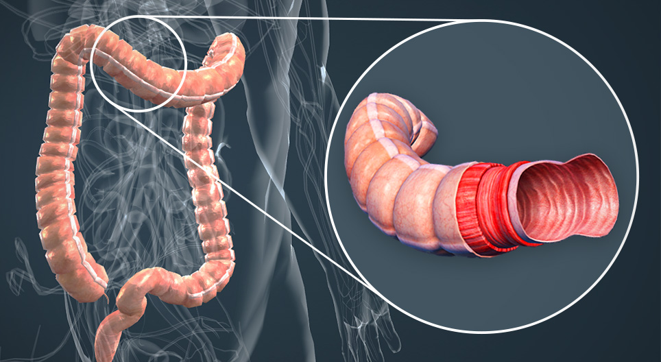 Large Intestine Anatomy The Anatomy Of The Large Intestine