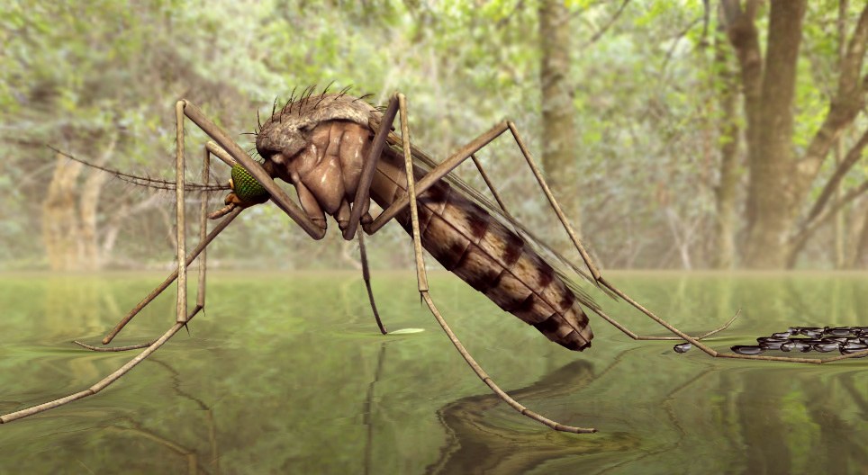 Malaria - 3D scene - Mozaik Digital Education and Learning