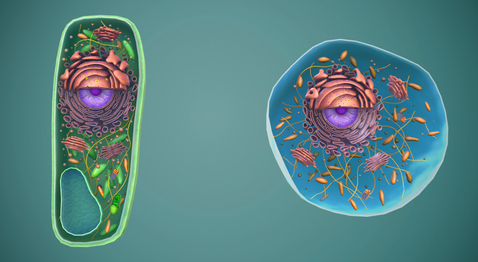 Animal and plant cells, cellular organelles (basic) - 3D scene - Mozaik ...