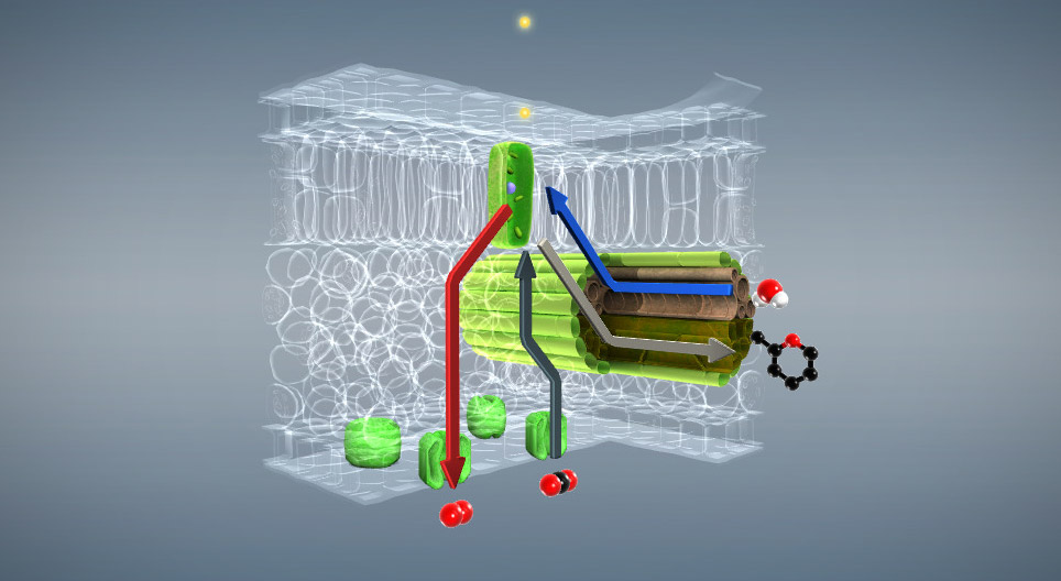 Photosynthesis (basic) - 3D scene - Mozaik Digital Education and Learning