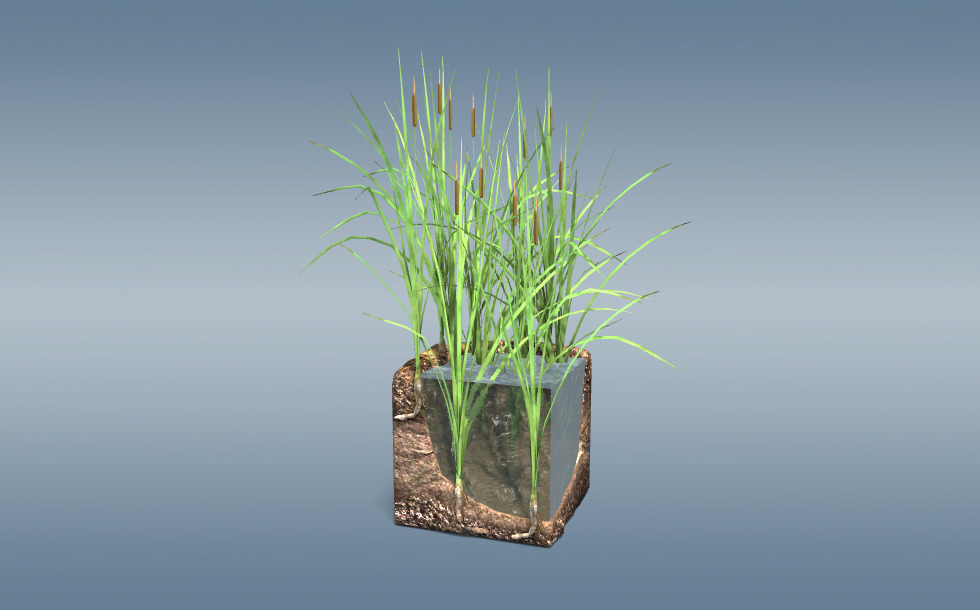 Reed and bulrush - 3D scene - Mozaik Digital Education and Learning