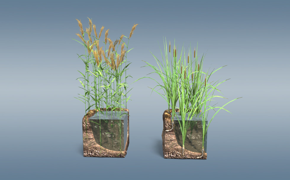 Reed and bulrush - 3D scene - Mozaik Digital Education and Learning