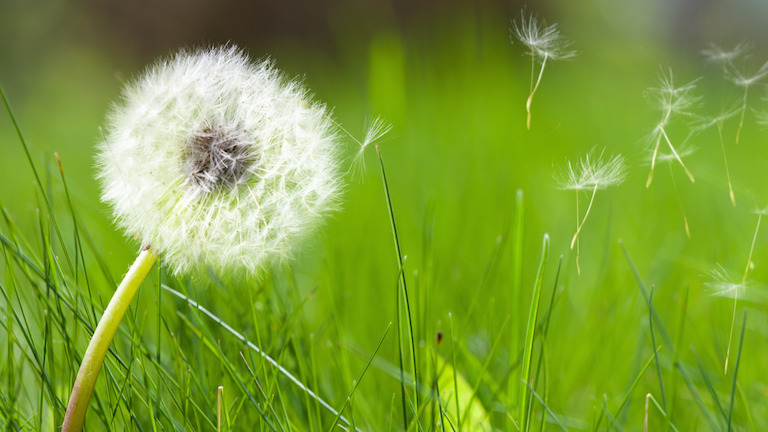 The dandelion - video - Mozaik Digital Education and Learning