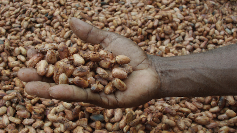 Cocoa beans - video - Mozaik Digital Education and Learning