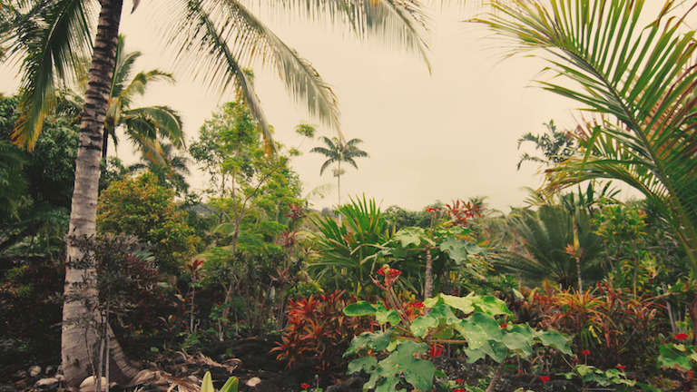 The subtropics - video - Mozaik Digital Education and Learning