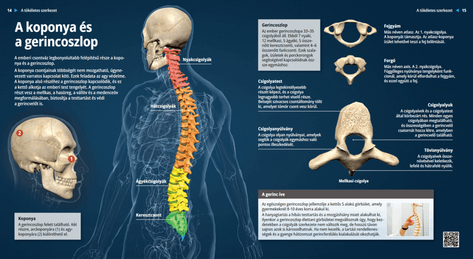 El cráneo y la columna vertebral - Lección digital - Educación digital ...